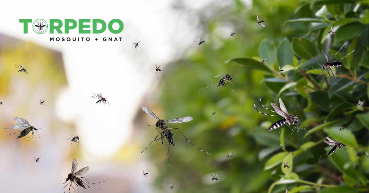 Mosquito Control That Actually Works in the Southeast
